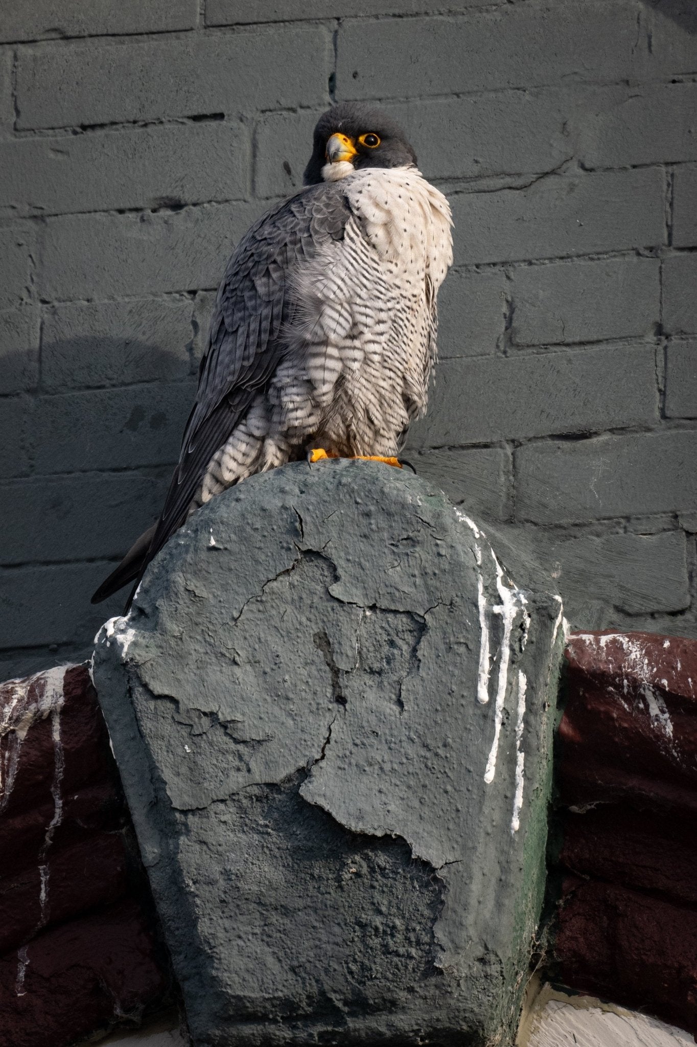 February 2024 Roaster's Newsletter – Aldea Coffee